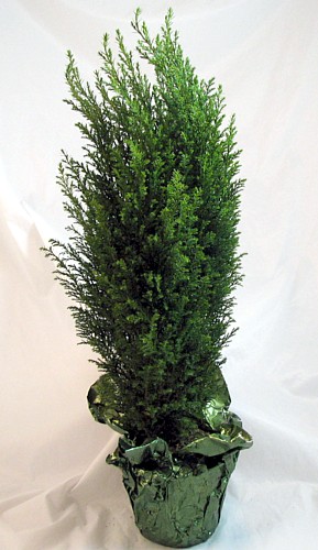 Fragrant Miniature Cypress Tree - Indoors/Out - 6" Pot